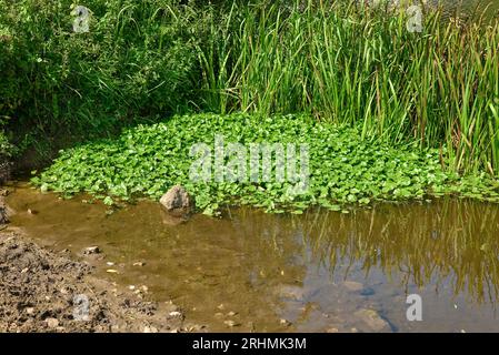 River weeds floating in shallow water Stock Photo - Alamy