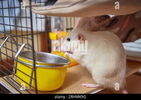 Rat is in a cage with a bowl of food. The cage is blue and the bowl is ...