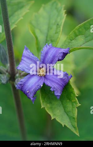Close up of Clematis heracleifolia Cassandra Stock Photo - Alamy