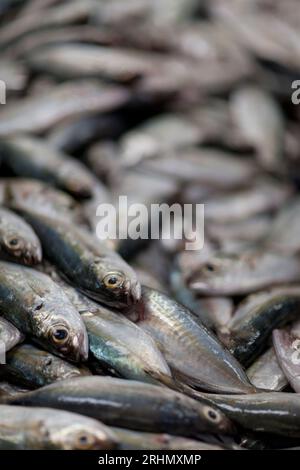 sardines on a fish market stall. sardines on a fish market Stock Photo ...