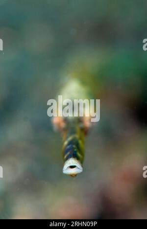 Bend Stick Pipefish, Trachyrhampus bicoarctatus, with sun in background ...