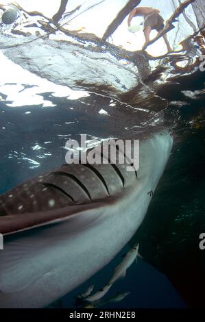 Whale Shark, Rhincodon typus, gills with small fish, Cenderawasih Bay ...