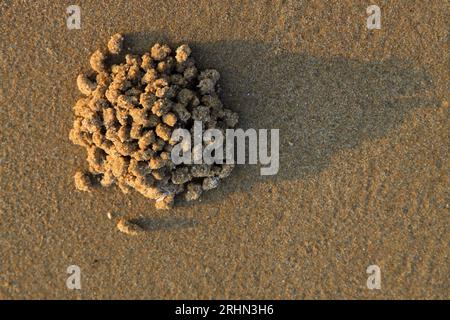 sand ball above crab nest in the wild, north china Stock Photo - Alamy