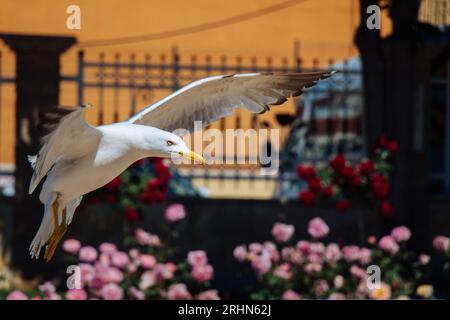Single seagull in the garden with beautiful roses Stock Photo - Alamy