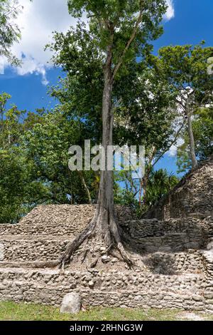 Stela 5 in front of a tree growing on Structure B2 in Mayan ruins in ...