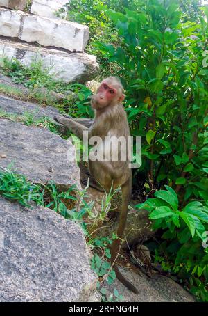 A monkey very focused looking at something Stock Photo - Alamy