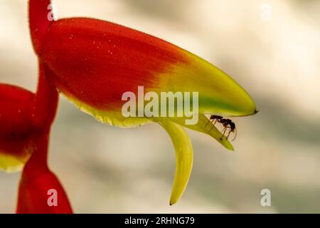 A large ant on a lobster claw heliconia in the Cahal Pech Archeological ...