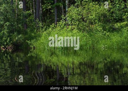 natural landscape, grassy wooded shore of the lake, view from the water ...