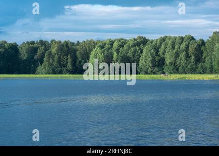 wooded shore of lake with reedbeds on a sunny day, a fishing boat is ...