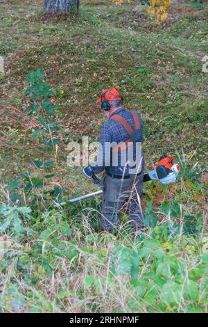 Thinning of young forest and shrubs with a brush cutter Stock Photo - Alamy