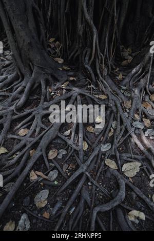 Twisting roots of a Banyan tree Stock Photo - Alamy