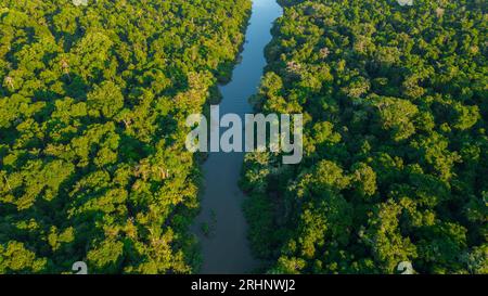 River of the Peruvian Amazon that has floodplain forests on the sides ...