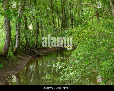 The Congresbury Yeo, or River Yeo, in woodland immediately before ...
