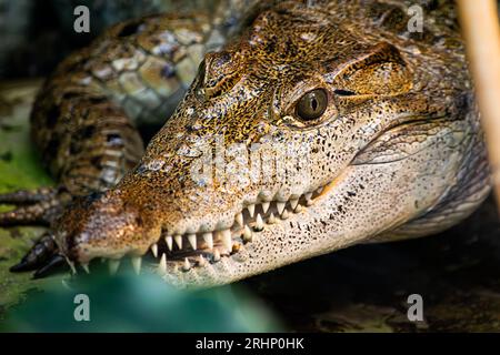 crocodile alligator with the opened claws Stock Photo - Alamy