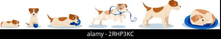 Dog growth. Stage progression growing dogs, life cycle from puppy to ...