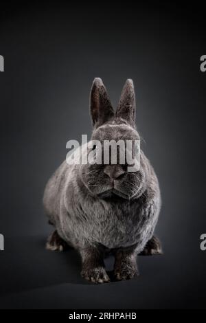 a gray rabbit head with facial hair and eye - a side shot Stock Photo ...