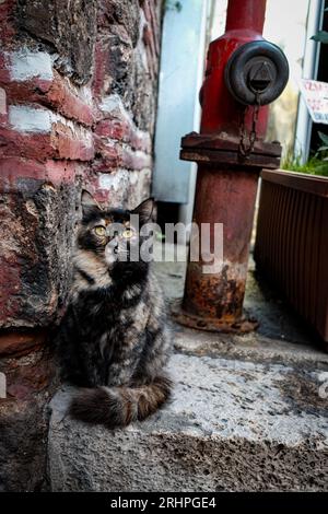 A vertical shot of a beautiful cat near the buildings in Rome, Italy ...