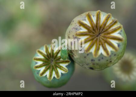 a green stink bug (larva, Palomena prasina) is sitting on a poppy pod ...