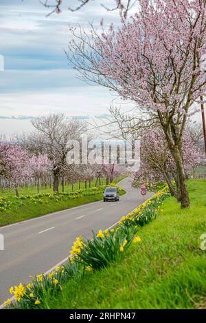 Federal road with an almond tree avenue a camper and daffodils Stock ...