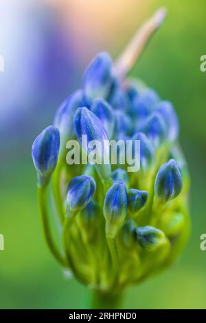 Ornamental leek bud, close up Stock Photo - Alamy