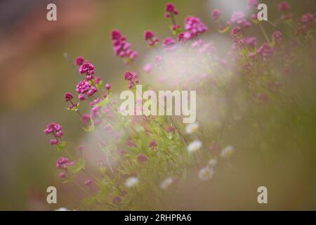 Germany, North Sea, Heligoland, devil's beard, Centranthus ruber Stock ...