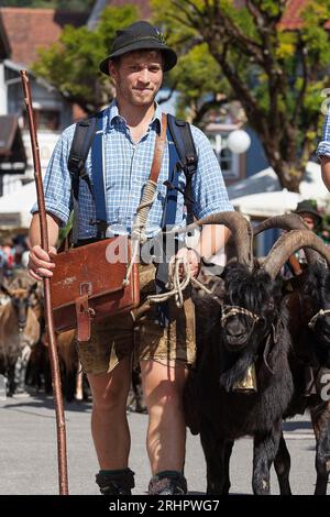 Goat drive through Mittenwald upper market Stock Photo - Alamy