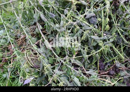 Pile of nettles drying out after being cut down on allotment Stock ...