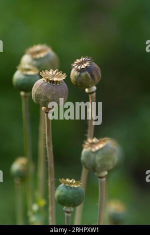 Ornamental poppy (Papaver) seed pods, top view, Germany Stock Photo - Alamy