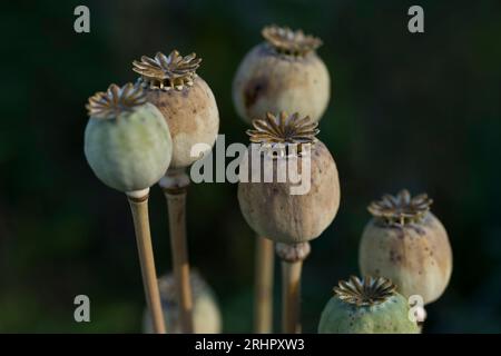 Ornamental poppy (Papaver) seed pods, top view, Germany Stock Photo - Alamy