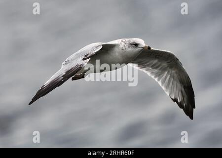 Seagul in flight Stock Photo - Alamy