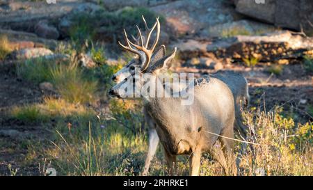 A closeup shot of a rocky mountain elk standing on the grass against ...
