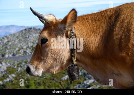 Brown Asturian cows, herd of cows is carried to new pasture on mountain ...