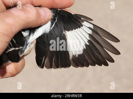 masked shrike (Lanius nubicus), captive male is inspected, Israel ...