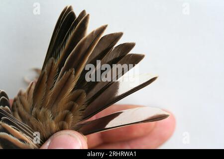 Ortolan bunting (Emberiza hortulana), tail feathers of a captured ...