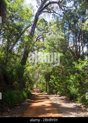 Karri tree in the Walpole Nornalup National Park, near Denmark, Western ...