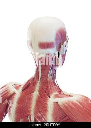 Superficial Muscles of Neck Stock Photo - Alamy
