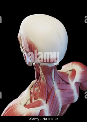 Male superficial neck muscles, illustration Stock Photo - Alamy