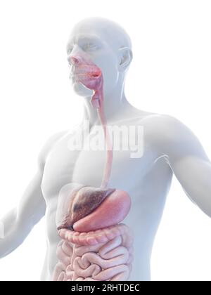 Male internal organs, illustration Stock Photo - Alamy