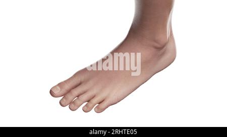 Anatomy of the left foot, illustration Stock Photo - Alamy