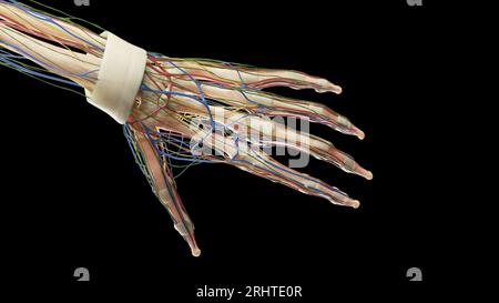 Vascular system of the left hand, illustration Stock Photo - Alamy