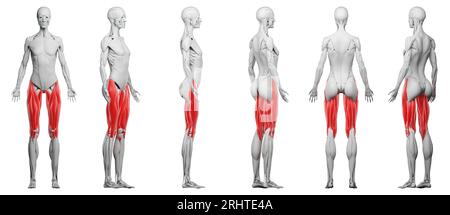 Illustration of female body with skeletal muscles and organs, running ...