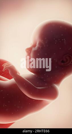 Human foetus anatomy at week 31, illustration Stock Photo - Alamy