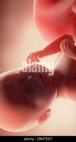 Human foetus anatomy at week 38, illustration Stock Photo - Alamy