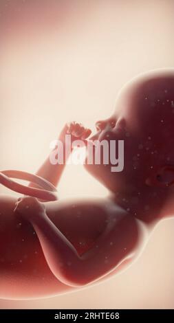 Foetus at week 25, illustration Stock Photo - Alamy