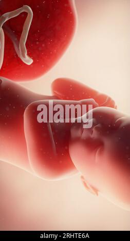 Human foetus anatomy at week 40, illustration Stock Photo - Alamy