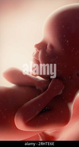 Human foetus anatomy at week 24, illustration Stock Photo - Alamy