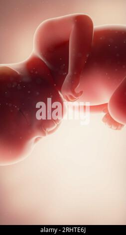 Human foetus anatomy at week 29, illustration Stock Photo - Alamy