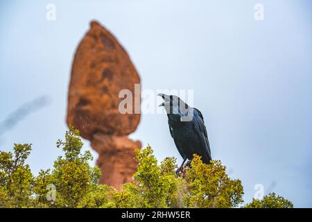 crow crowing at arches nationalpark utah Stock Photo - Alamy