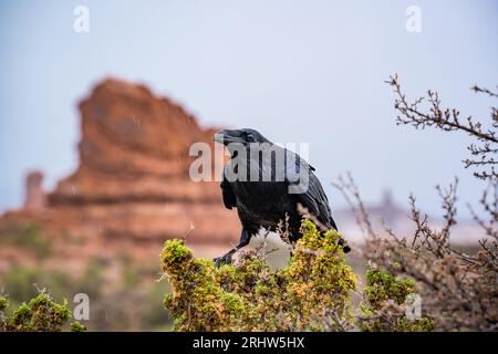 crow sitting in bush at arches nationalpark utah Stock Photo - Alamy