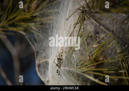 Macro of silky processionary nest in pine branches Stock Photo - Alamy